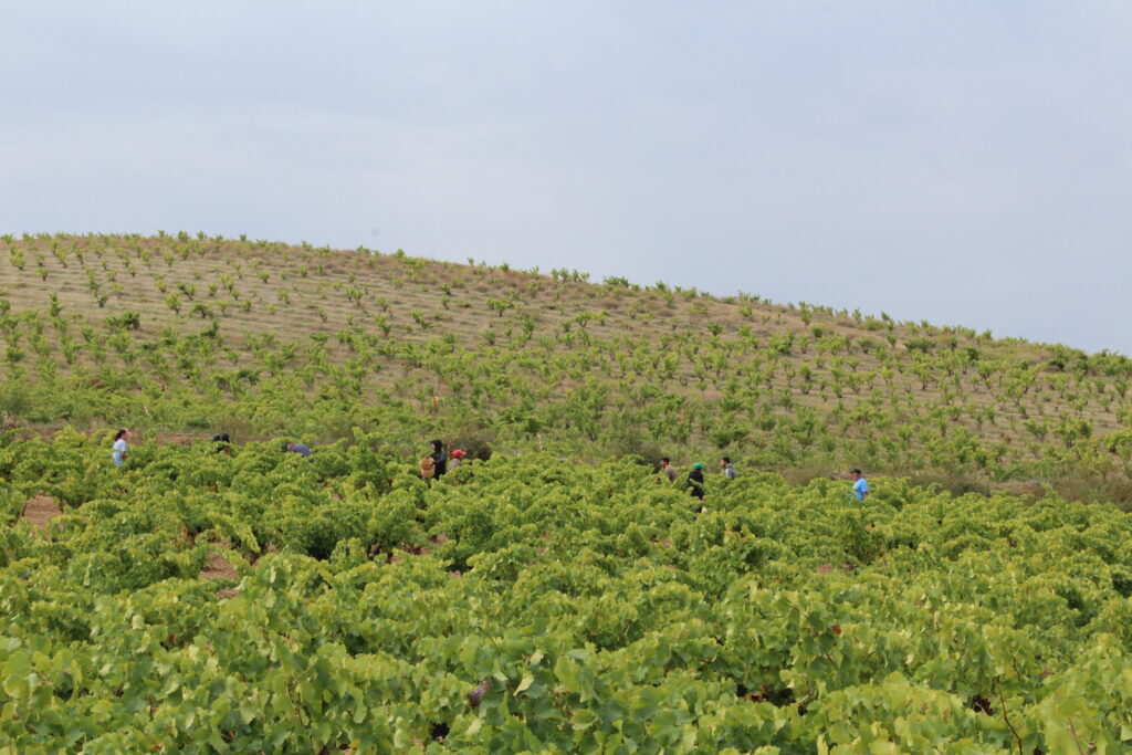 Garnacha Origin: One Grape Variety for Many Wines - Ticino Welcome